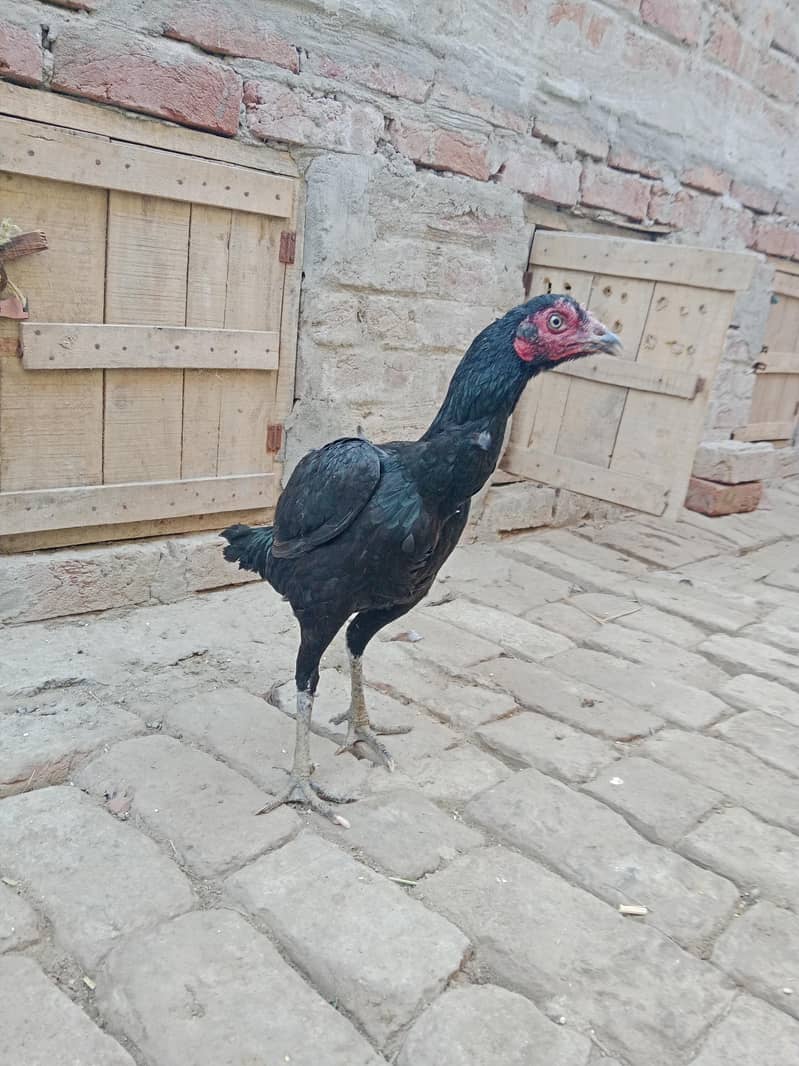 Thai pathi age 8 months - Hens - 1109307831