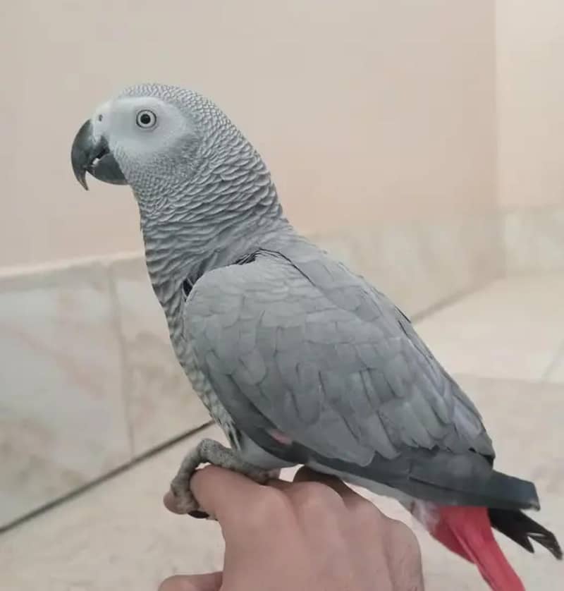 African grey parrot Hand tamed0314/1372/694 WhatsApp - Parrots - 1109782814