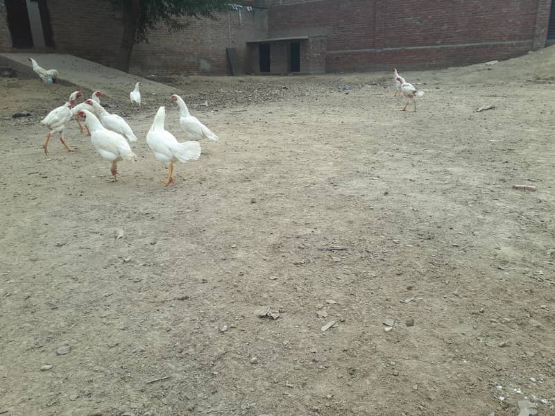 white aseel femail - Hens - 1109786449