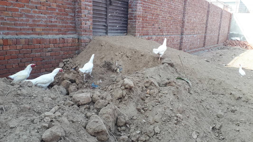 white aseel femail - Hens - 1109786449