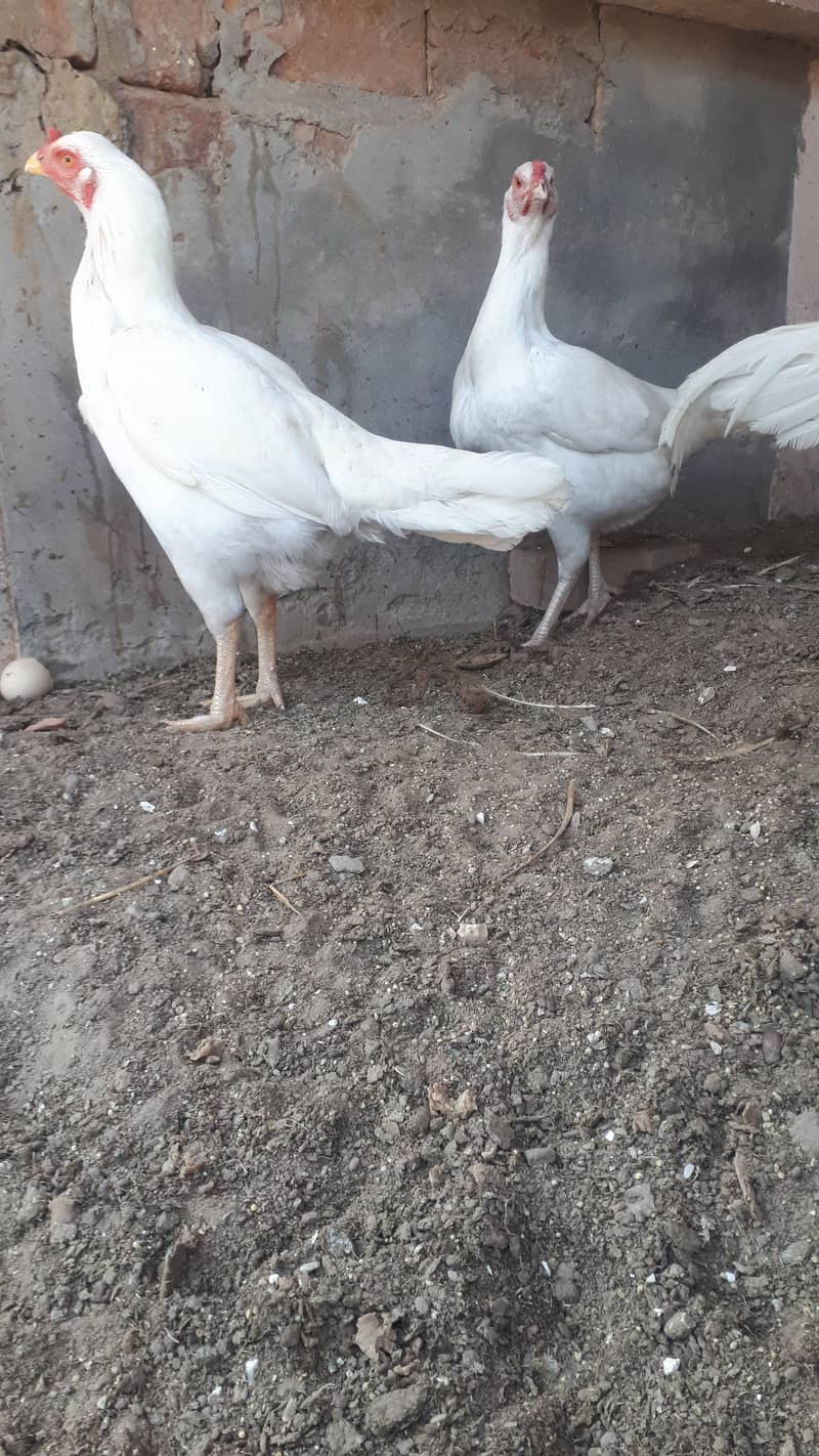 white aseel femail - Hens - 1109786449