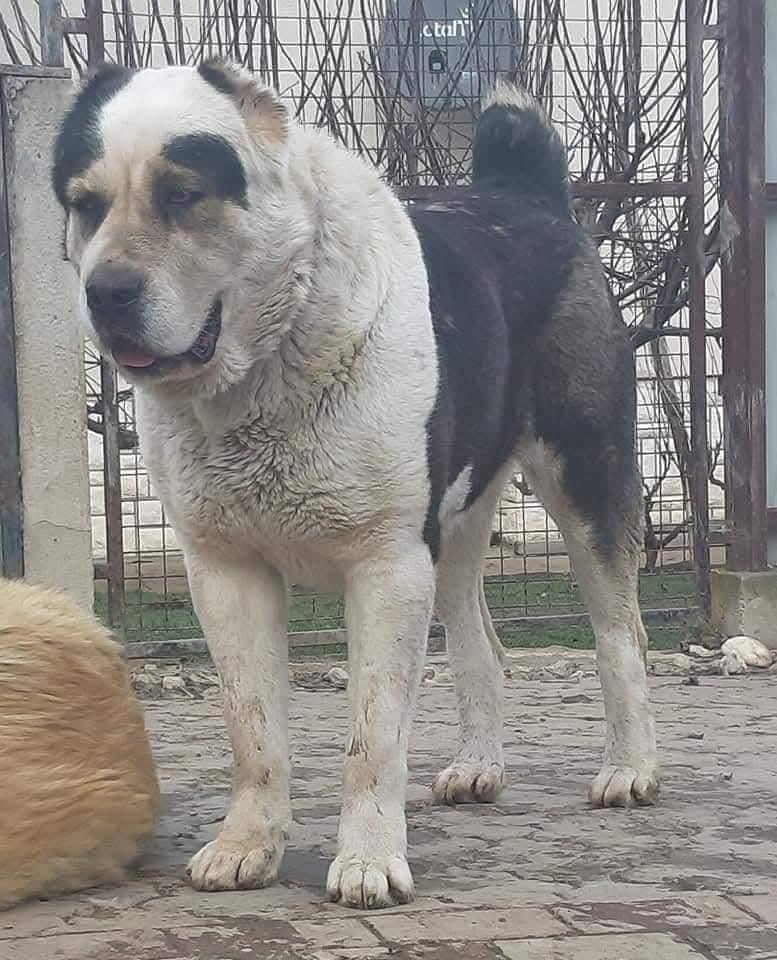 Alabai dog | Kurdish kangal | Afghan Kochi Pair |security dog for sal ...