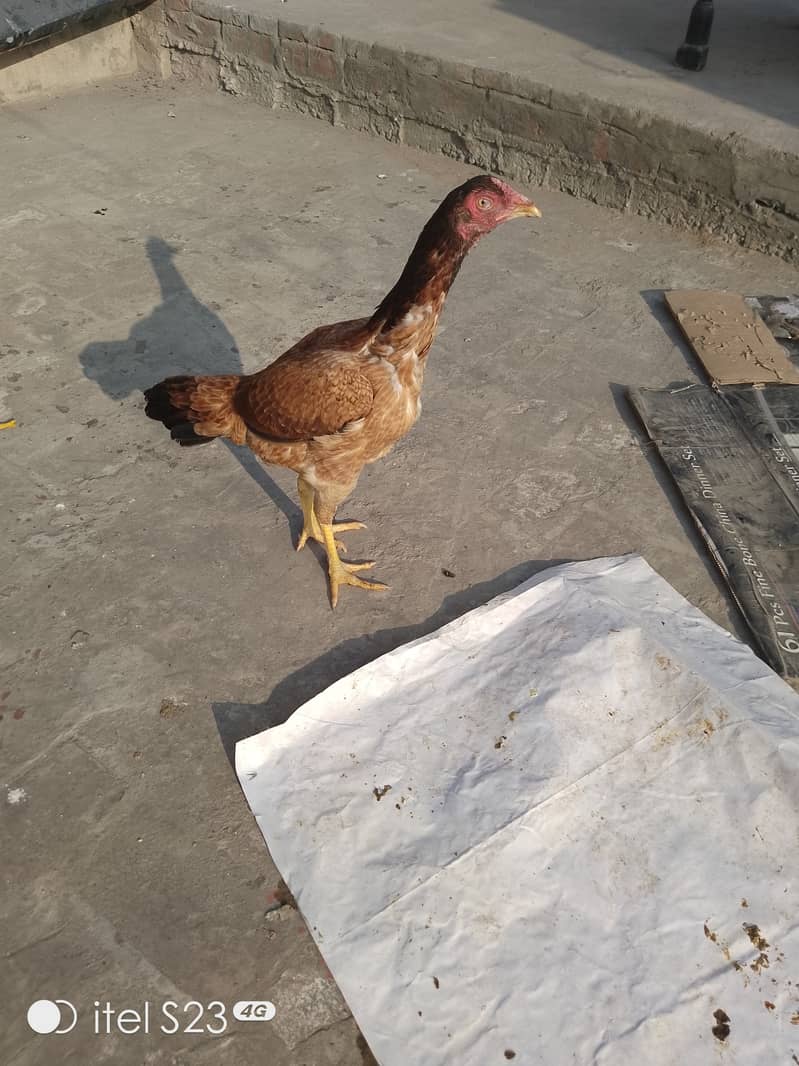 Aseel - Hens - 1109790654