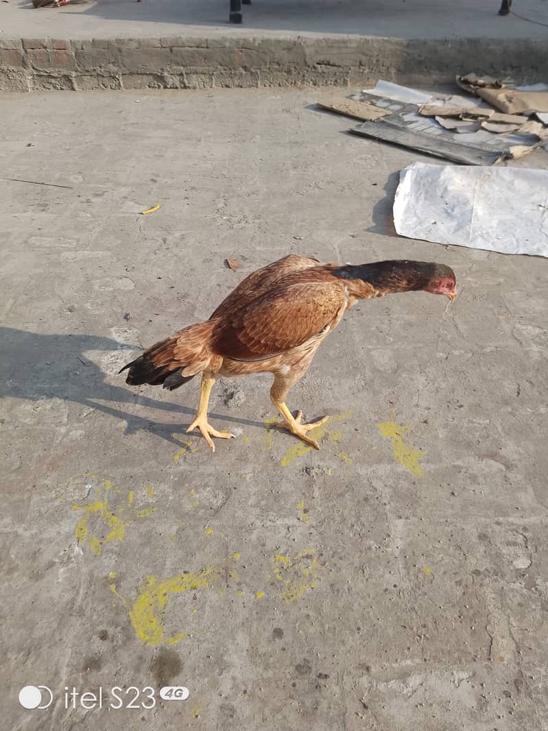 Aseel - Hens - 1109790654