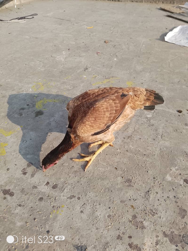 Aseel - Hens - 1109790654