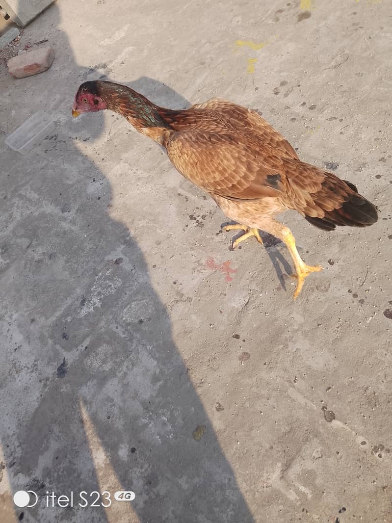 Aseel - Hens - 1109790654