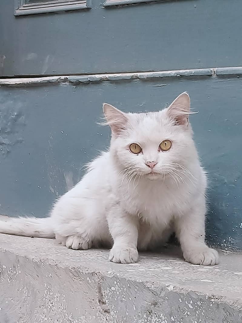 beautiful cat - Cats - 1109793750