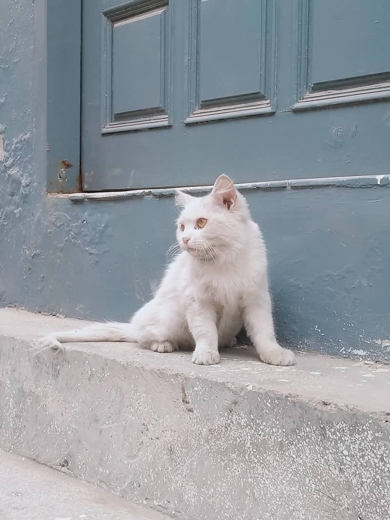 beautiful cat - Cats - 1109793750