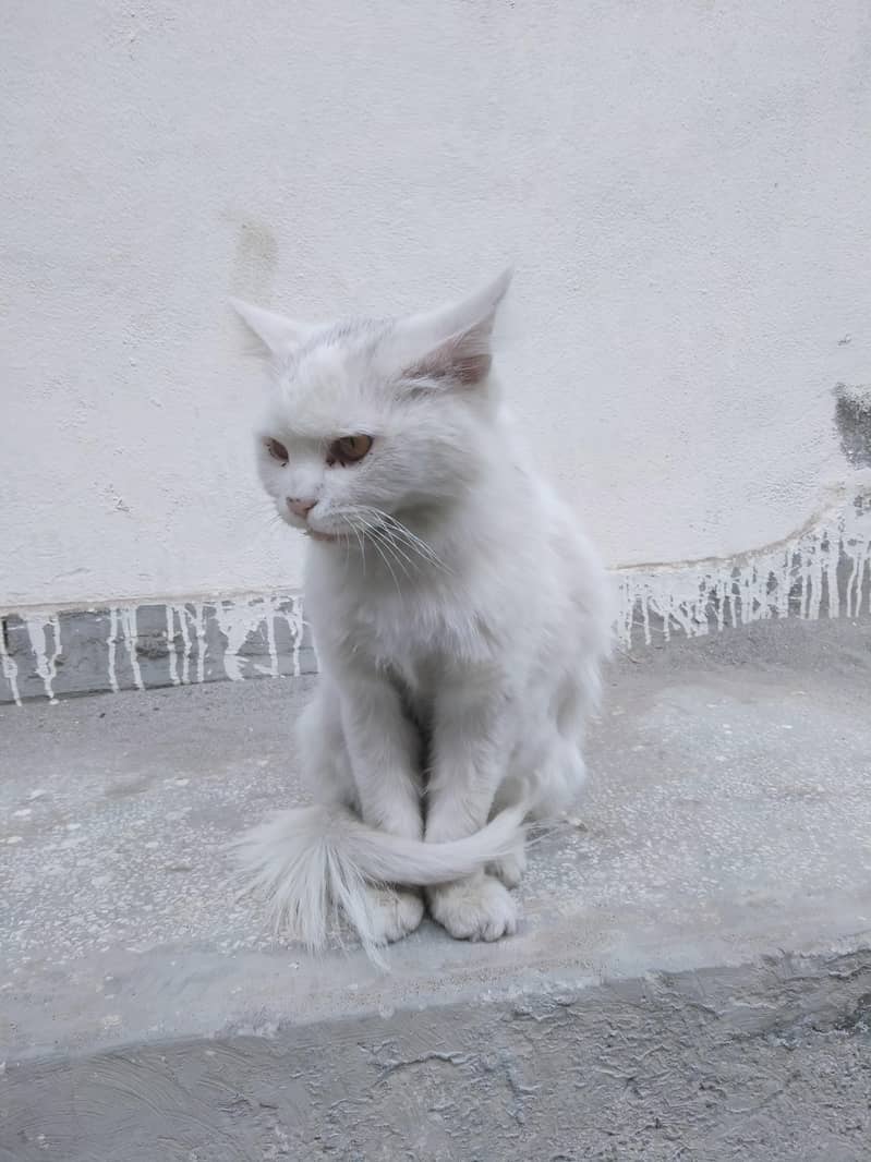 beautiful cat - Cats - 1109793750