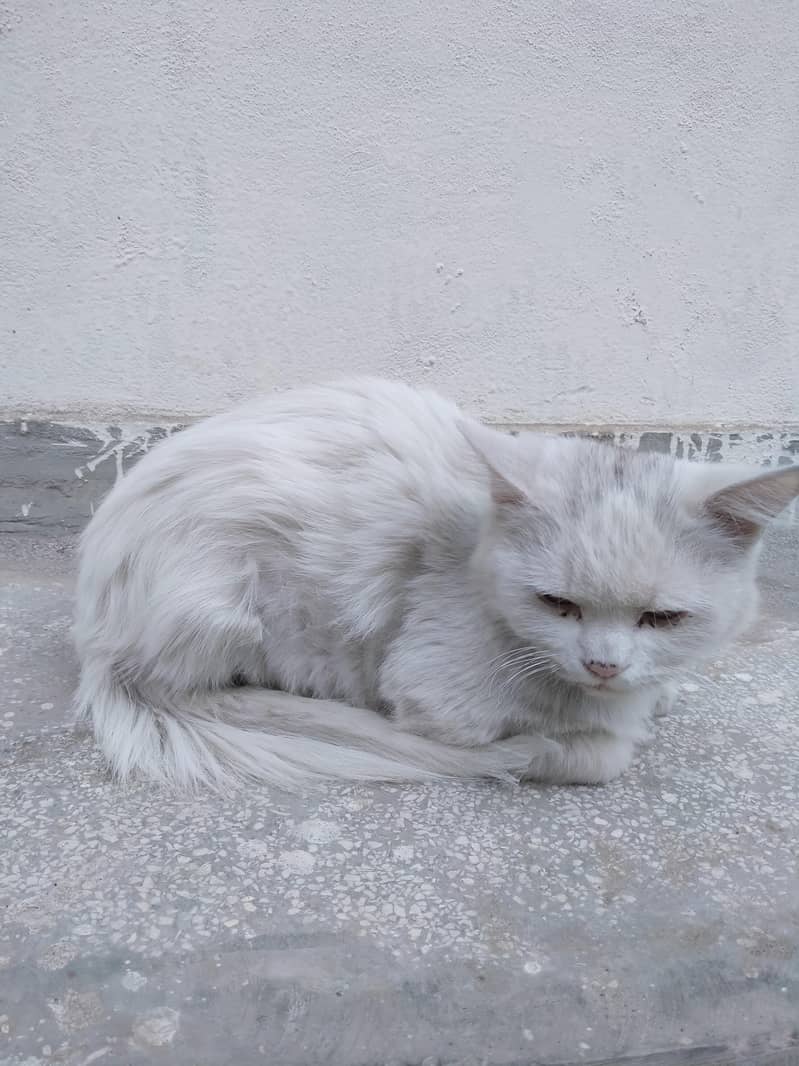 beautiful cat - Cats - 1109793750