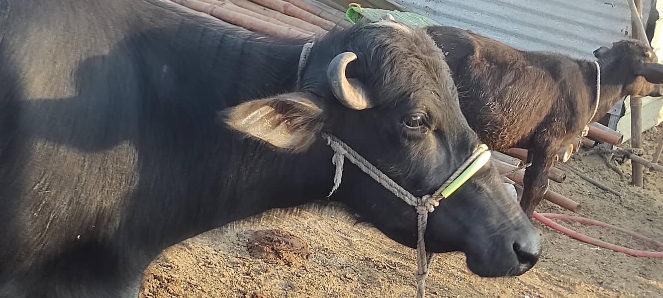 buffalo for sale - Buffalos - 1109796718