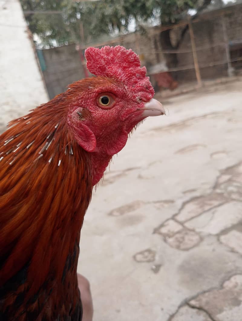 Sindhi Aseel murga - Hens - 1109797459