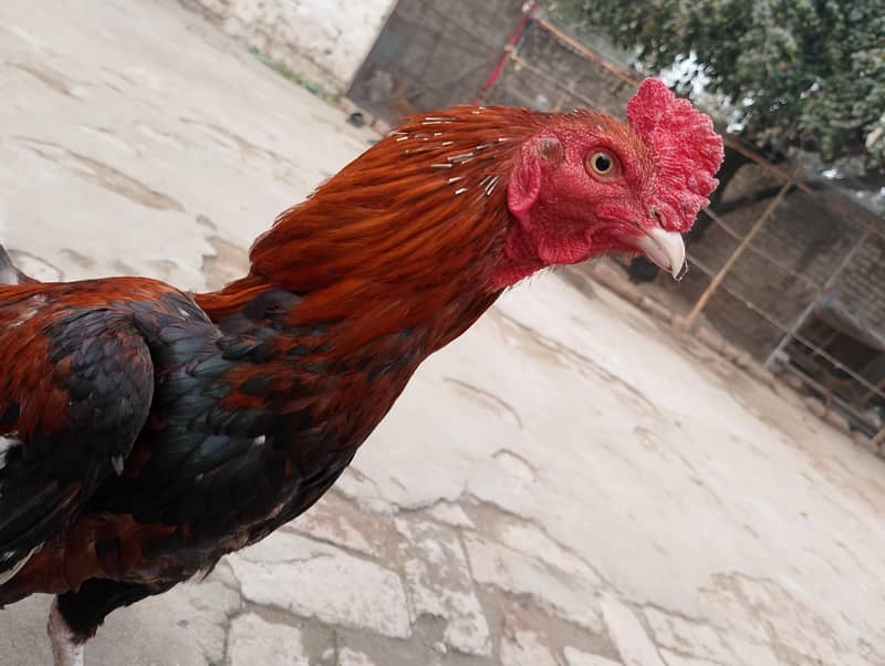 Sindhi Aseel murga - Hens - 1109797459