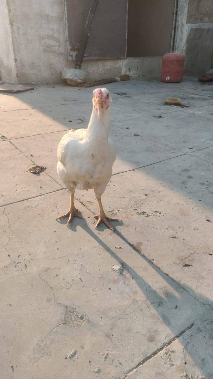 aseel hen - Hens - 1109798529