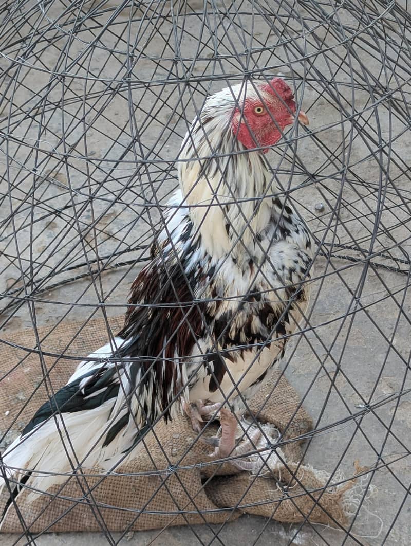 Aseel for sale best Quality cheena murg gaming - Hens - 1108070662