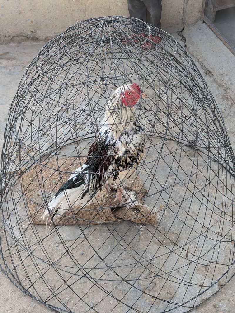Aseel for sale best Quality cheena murg gaming - Hens - 1108070662