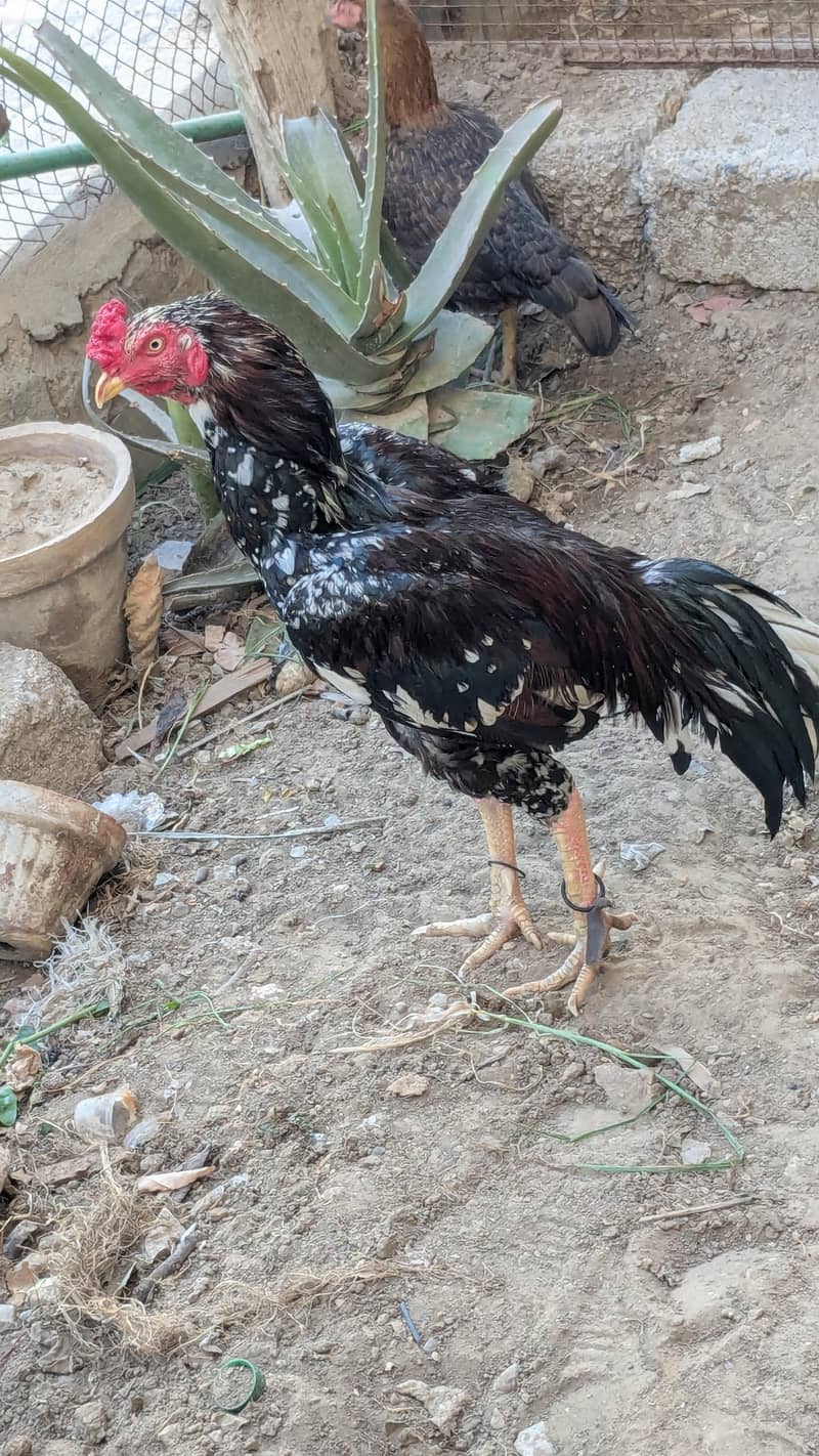 aseel murga cheena - Hens - 1109811400