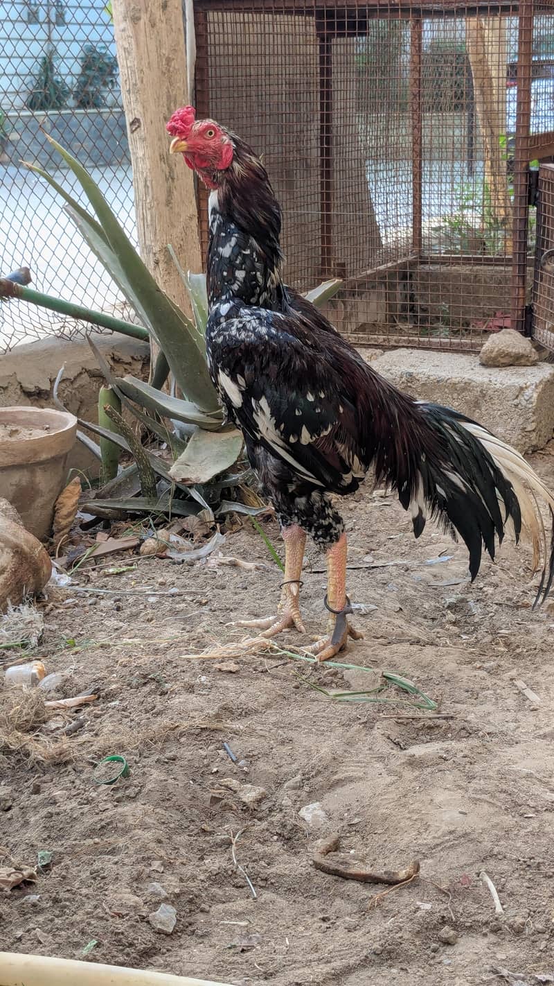 aseel murga cheena - Hens - 1109811400