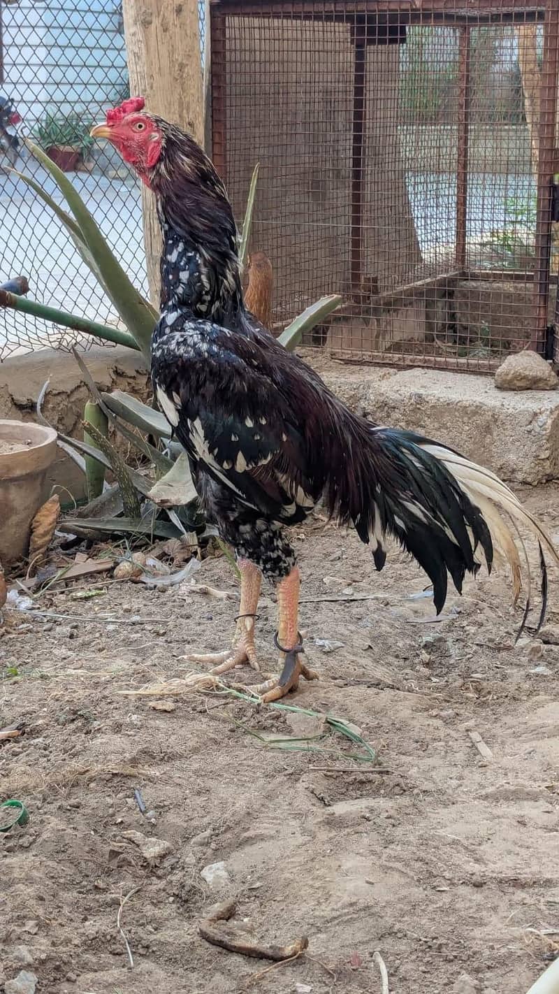 aseel murga cheena - Hens - 1109811400