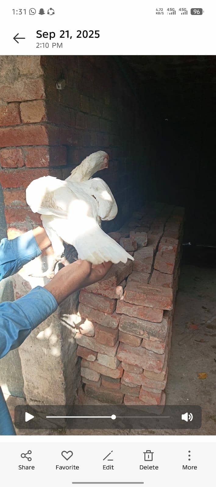 pior white madi ha full heavy quality long Hite ha - Hens - 1109820577