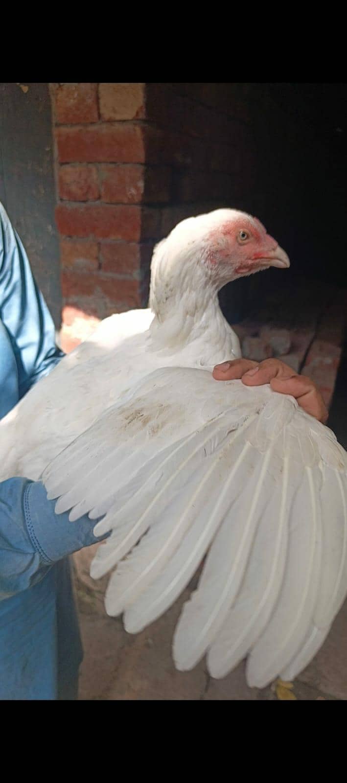 pior white madi ha full heavy quality long Hite ha - Hens - 1109820577