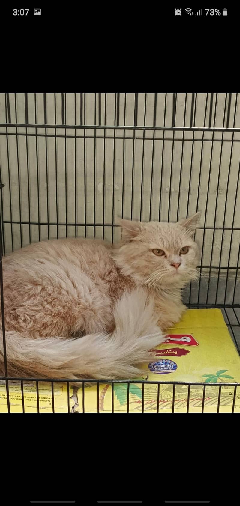 Punch face triple cote cat male - Cats - 1109823439