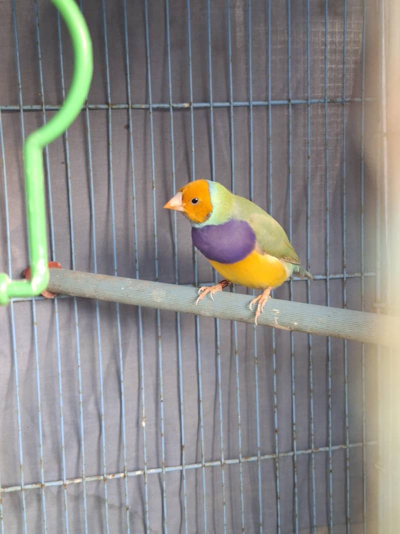 Lady goldian green back dilute Male - Finches - 1109829427