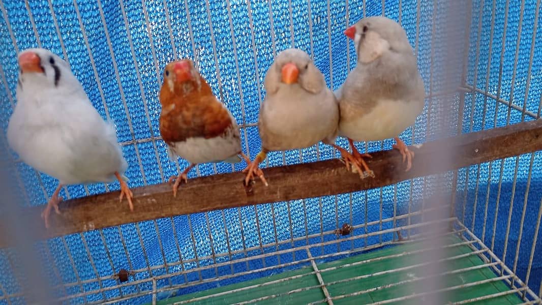 eumo emo orange finch. finches - Finches - 1109831842