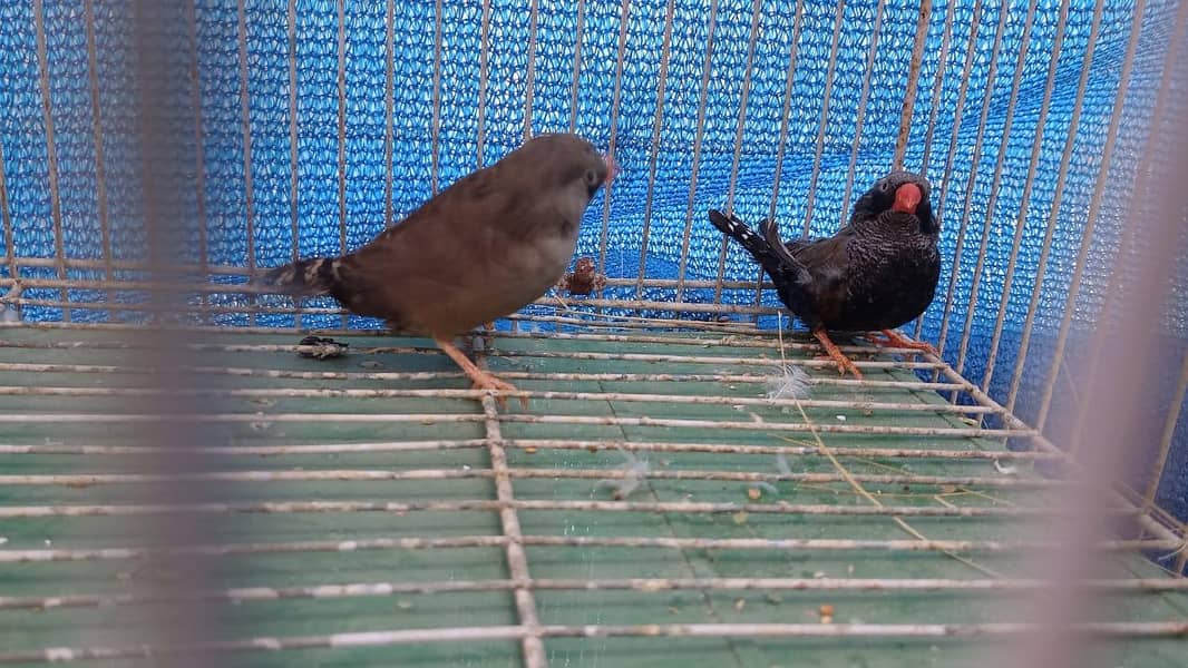 eumo emo orange finch. finches - Finches - 1109831842