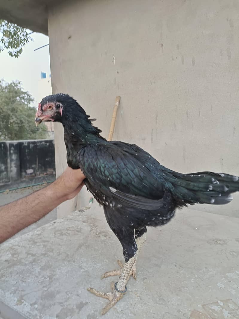 Pure Thai Pakoye Female Age 1.5 year / burmi Panus Aseel Pakoy Thai ...