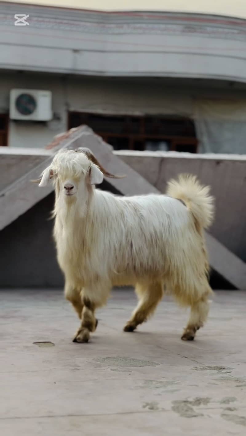 Pahadi gulabi bakra - Goats - 1109834305