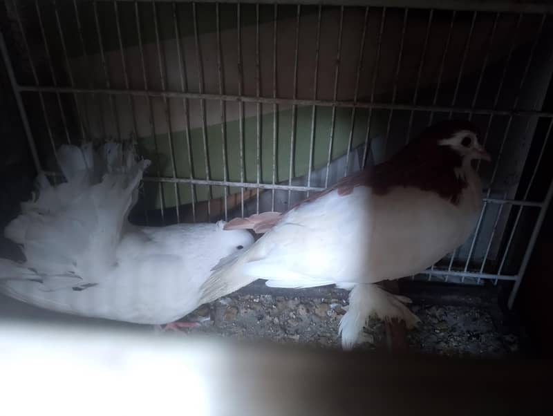 laka kabutar lakwa kabutar - Pigeons - 1109834628