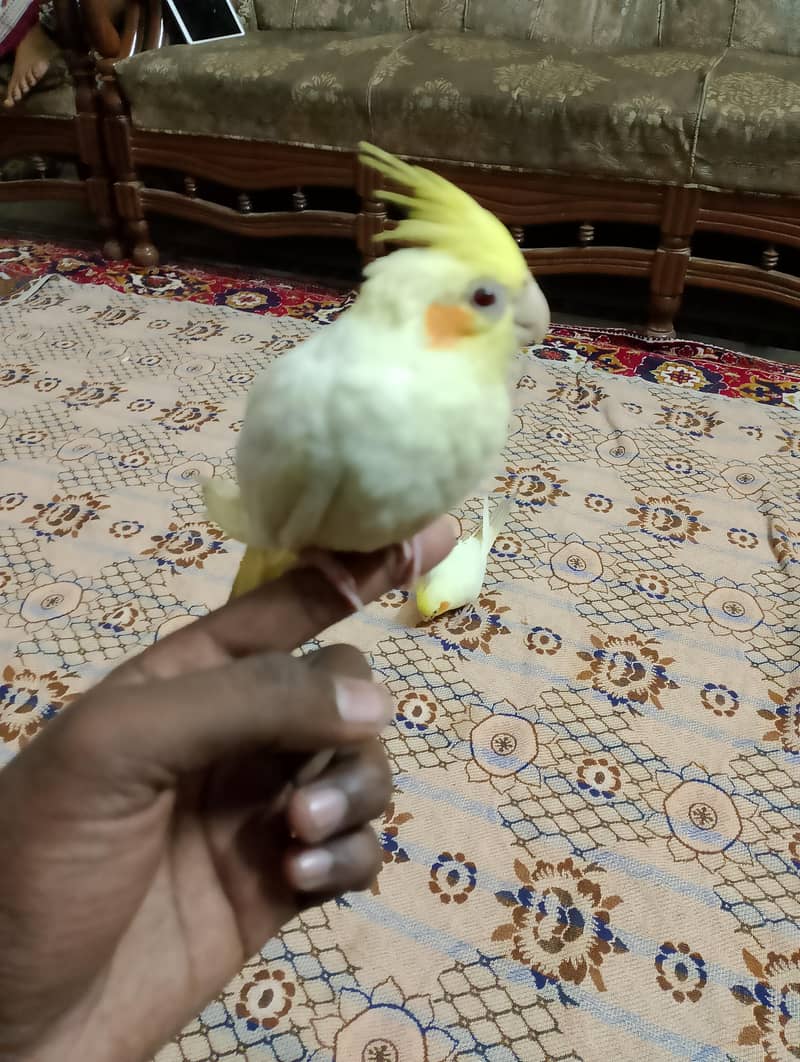 HAND TAMED COCKTAIL - Parrots - 1109835103