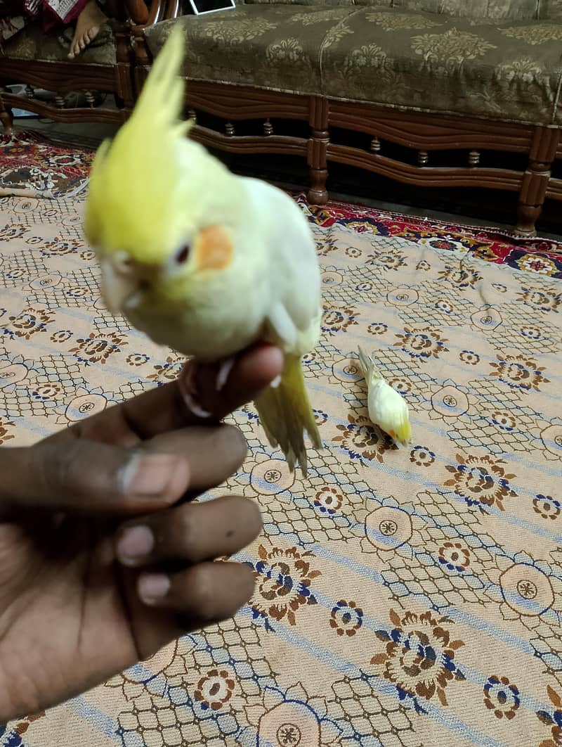 HAND TAMED COCKTAIL - Parrots - 1109835103