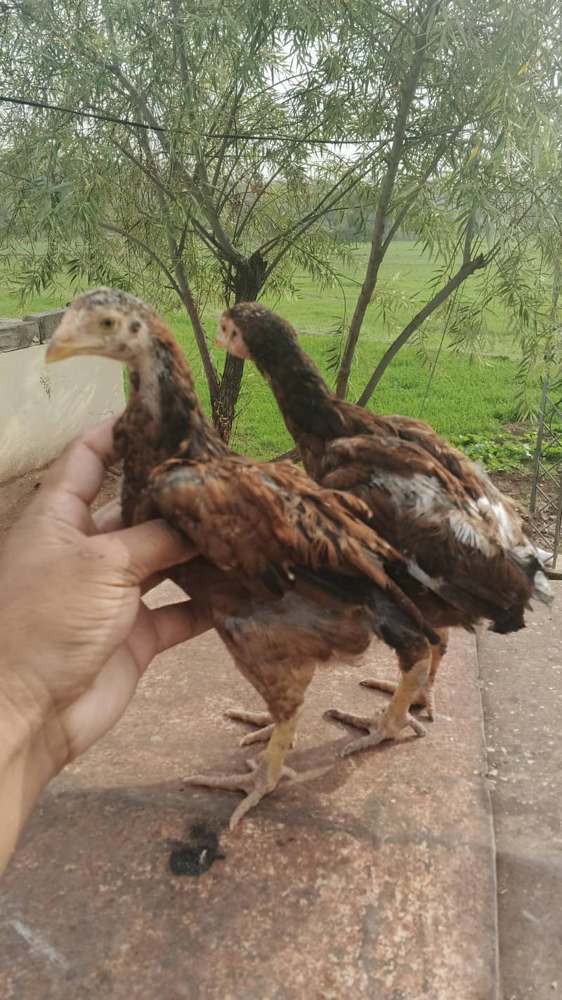 aseel - Hens - 1109835778