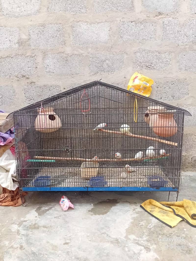 3 pairs and 1 cage - Finches - 1109836045