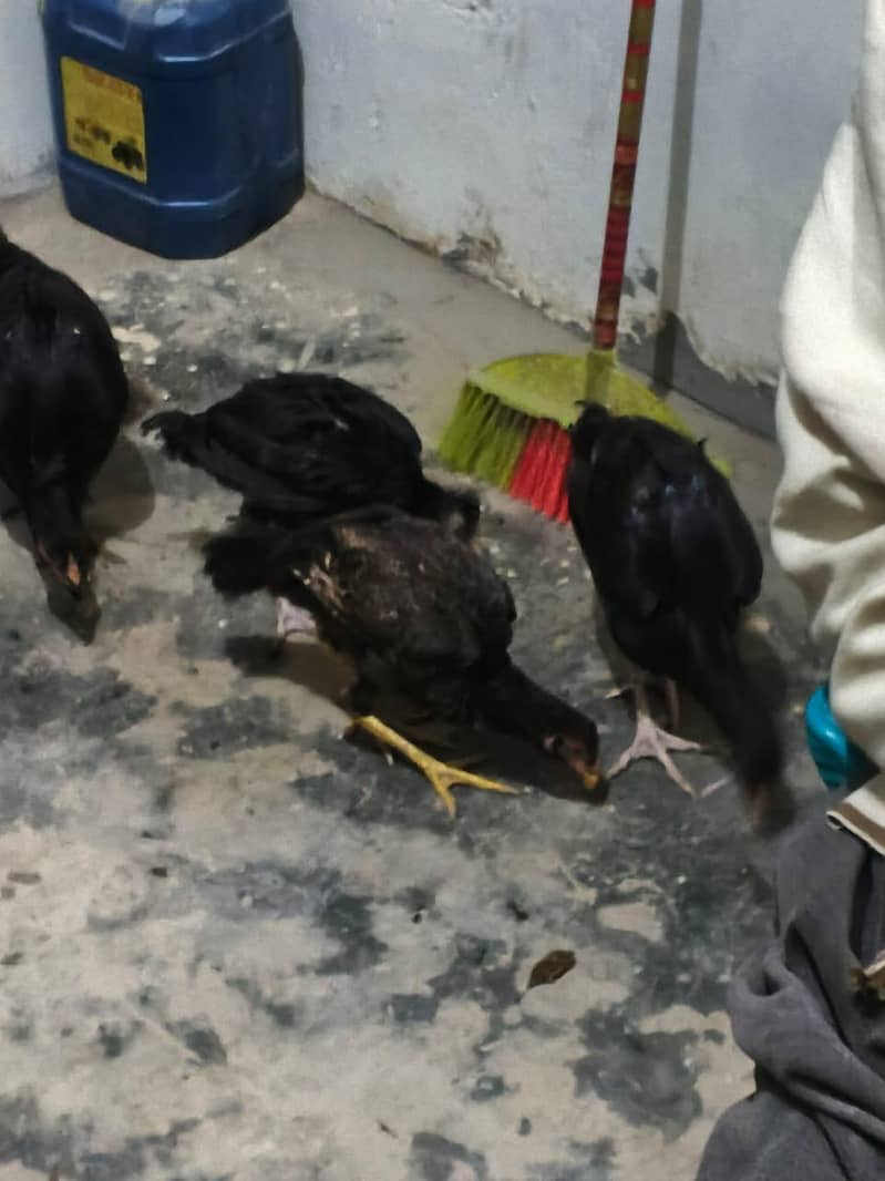 aseel - Hens - 1109836594