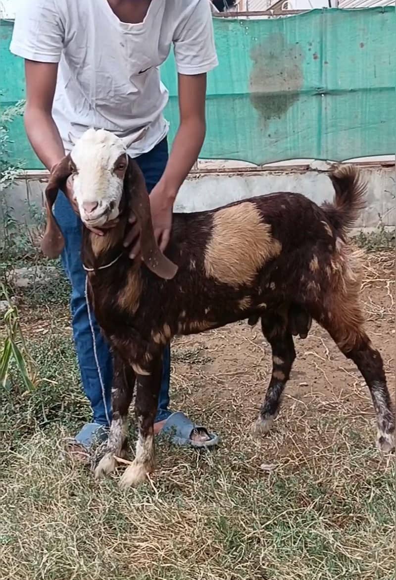 Mashallah Ajrak Commando Chamba Male - Goats - 1109839240