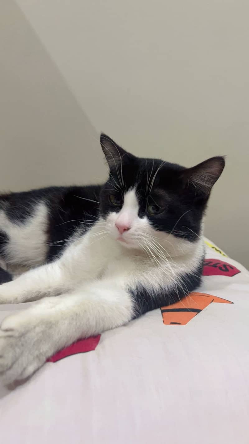 Pair of American Angora cats up for adoption - Cats - 1109839729