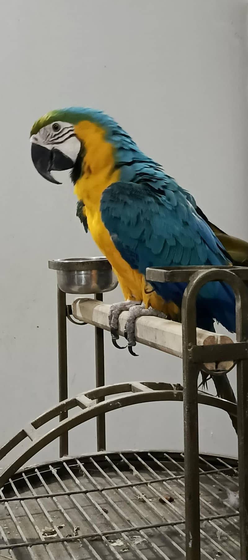 blue n gold macaw chick available - Parrots - 1108943719