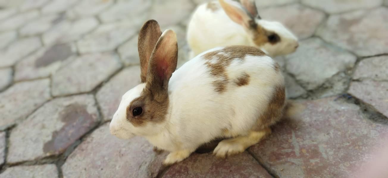 White Red eye Breeder Pair Available - Rabbits - 1109844322