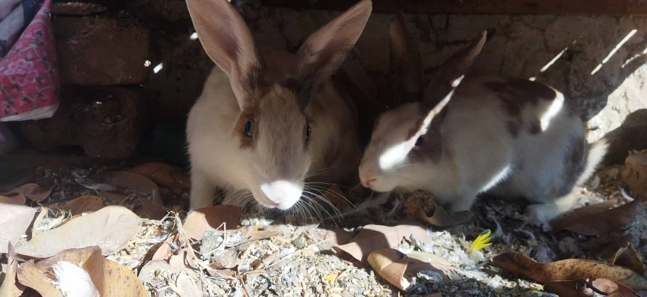 White Red eye Breeder Pair Available - Rabbits - 1109844322