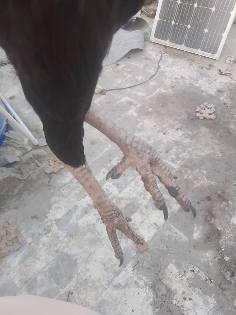 Aseel hen - Hens - 1109848539