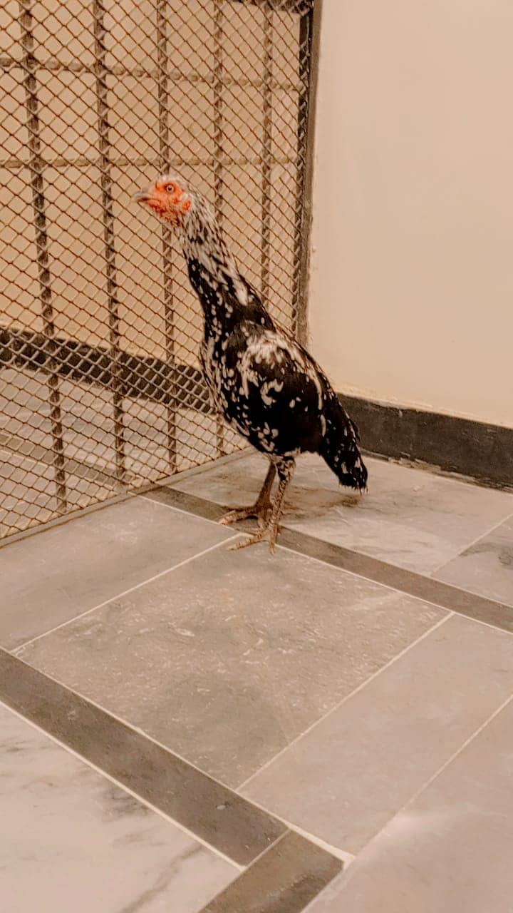 Aseel Female - Hens - 1109849187