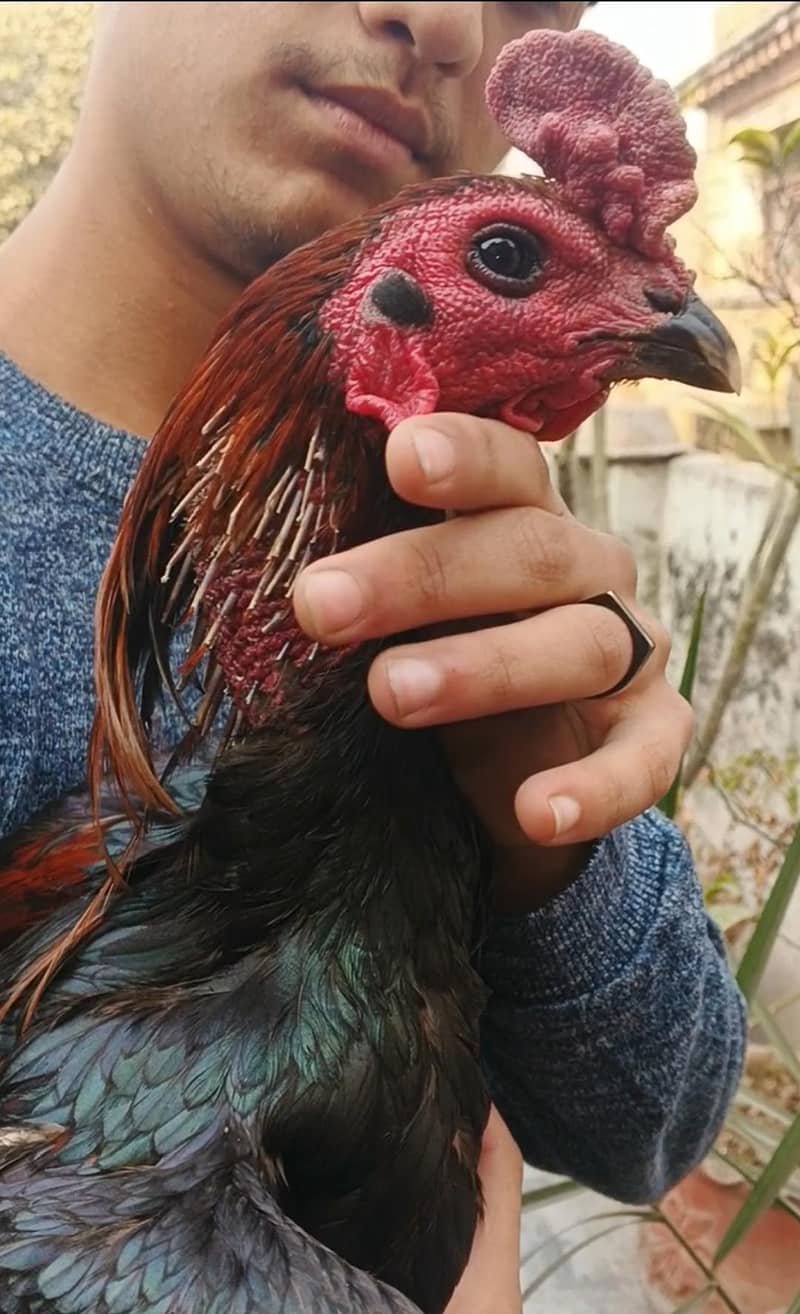 aseel - Hens - 1109856457