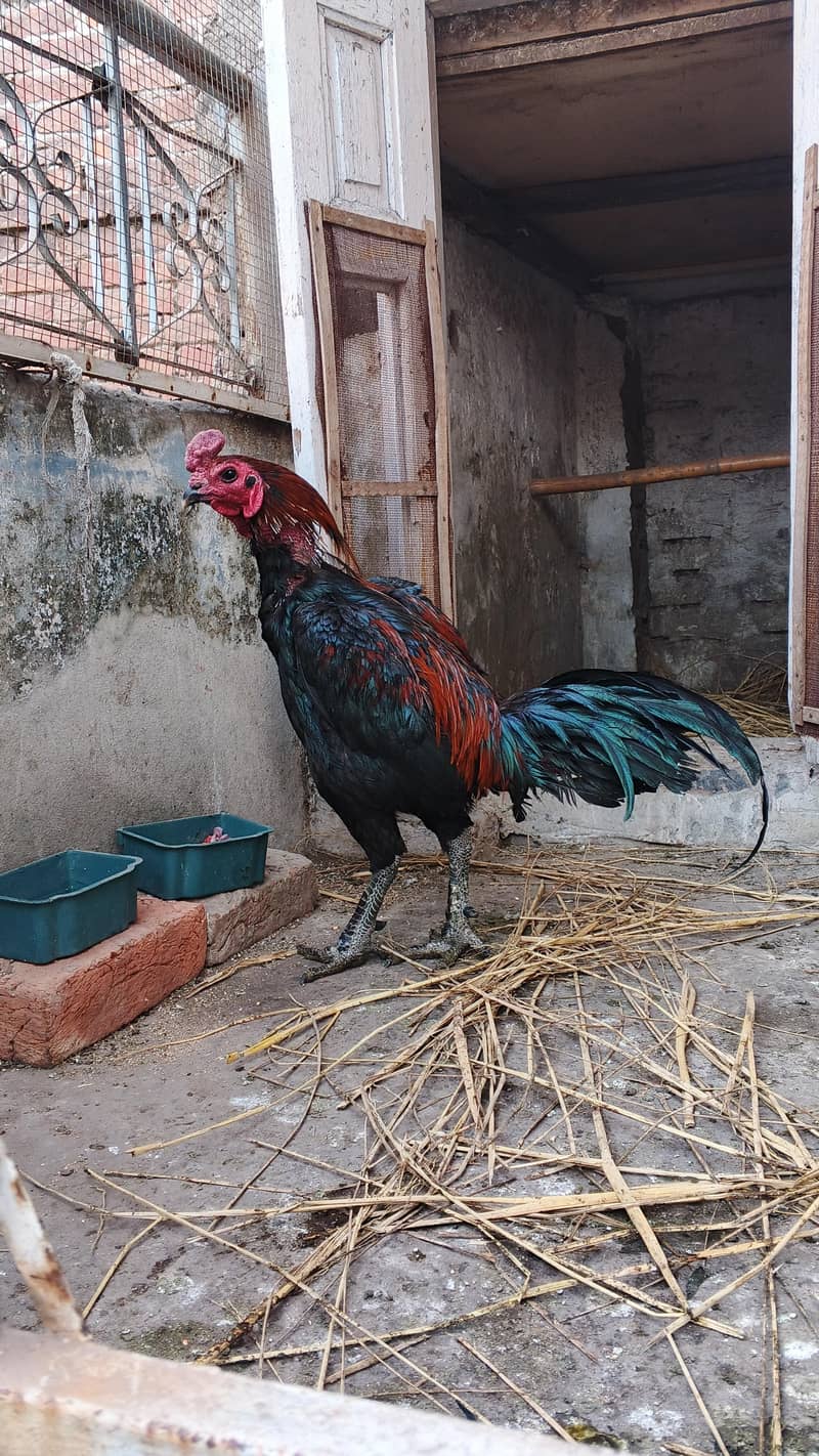 aseel - Hens - 1109856457