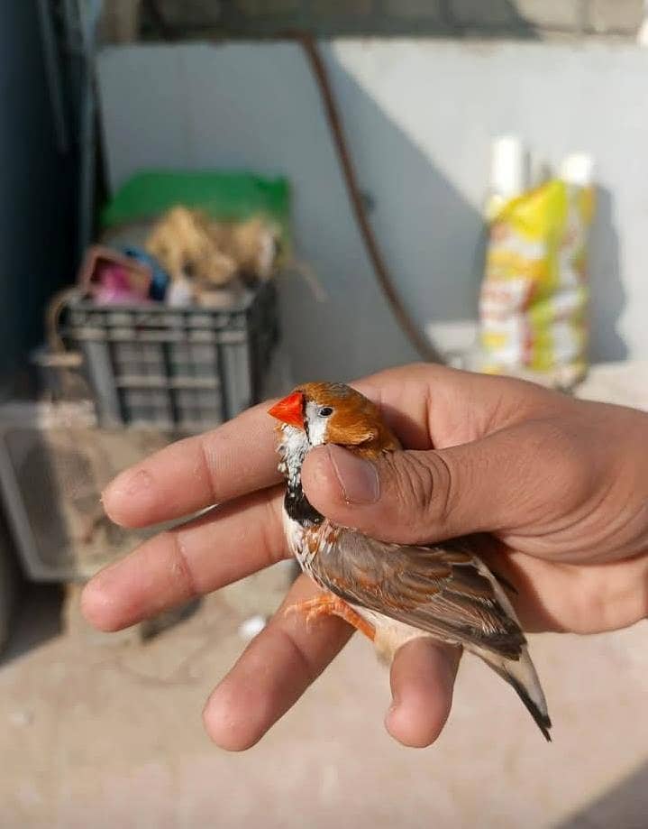 zebra finch mutation pair - Finches - 1109857235