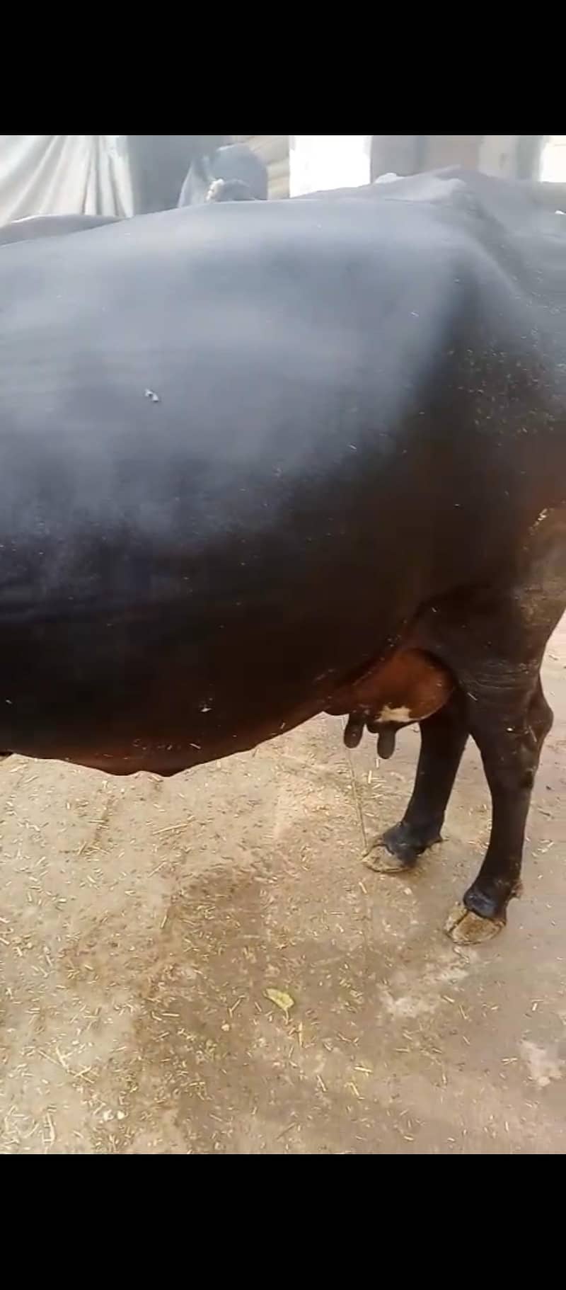 Milking Cows - Cows - 1109862751