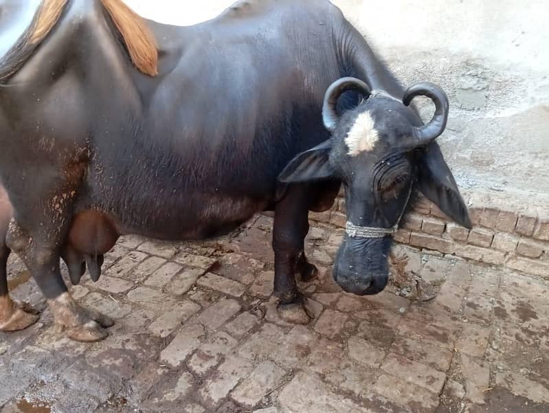 buffalo for sale - Buffalos - 1109866217