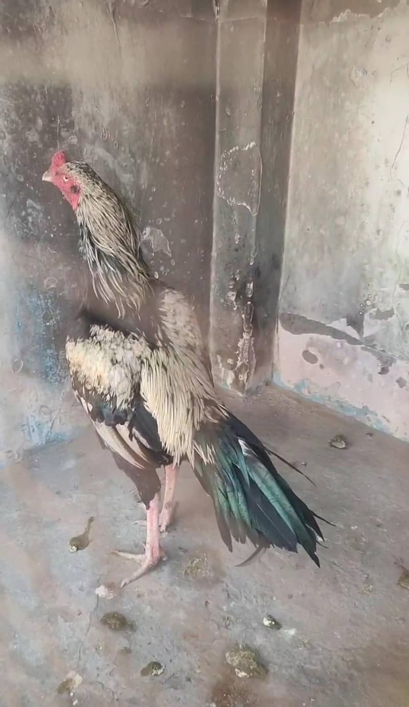 aseel male for breeding full young breeder male - Hens - 1109869913